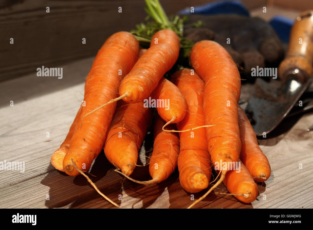 Muddy carrot hi-res stock photography and images - Alamy