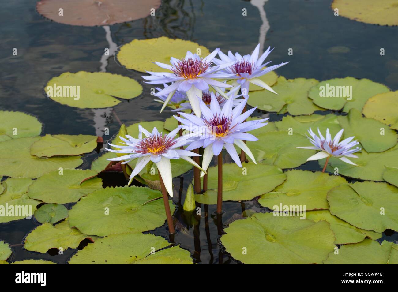 Water Lily on the Pond Stock Photo - Alamy