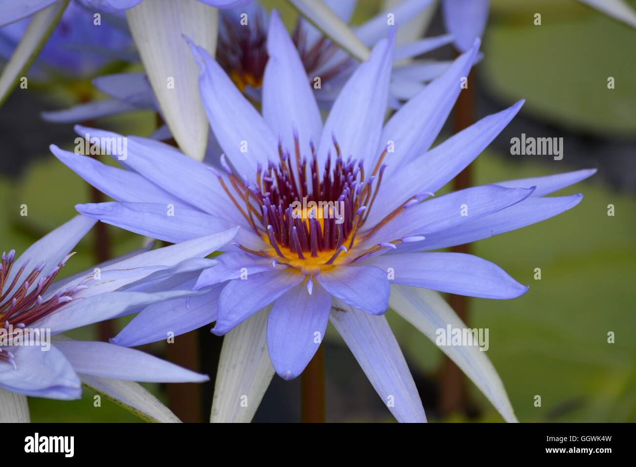 Water Lily on the Pond Stock Photo - Alamy