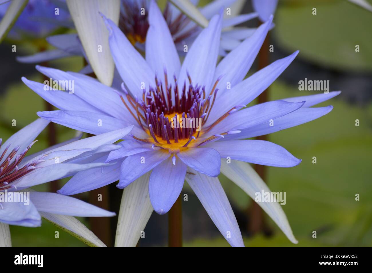 Water Lily on the Pond Stock Photo - Alamy