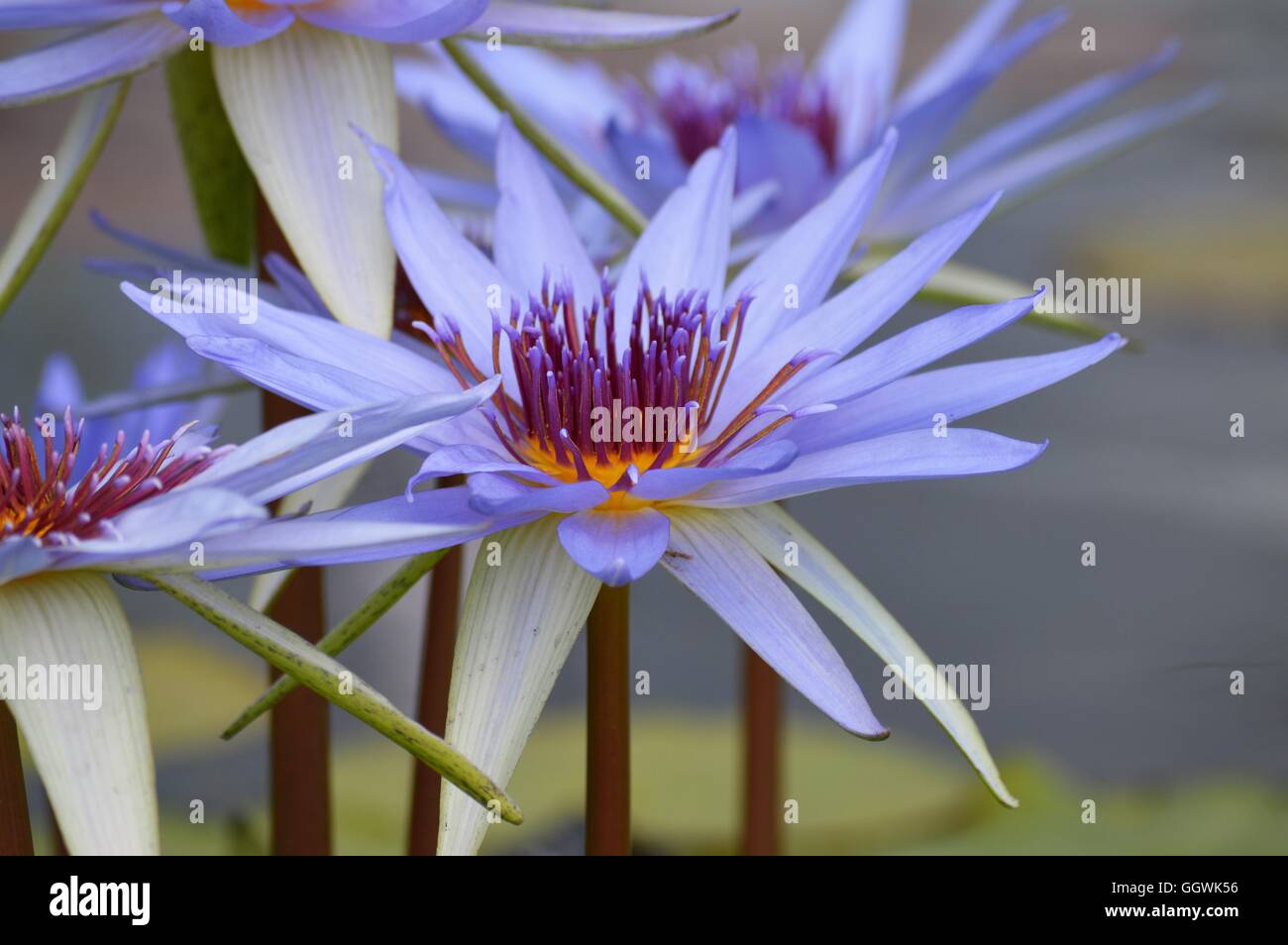 Water Lily on the Pond Stock Photo - Alamy