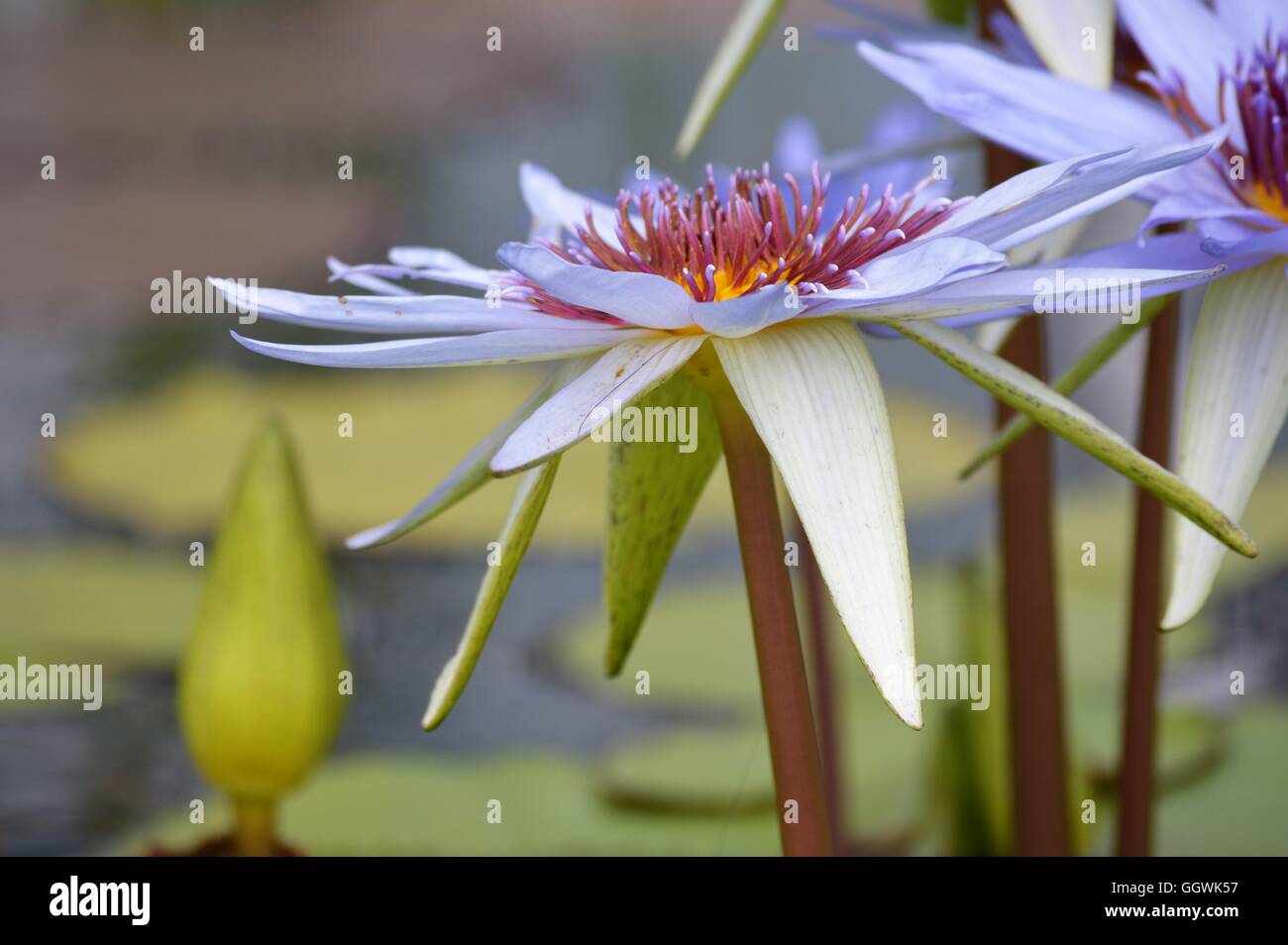 Water Lily on the Pond Stock Photo - Alamy