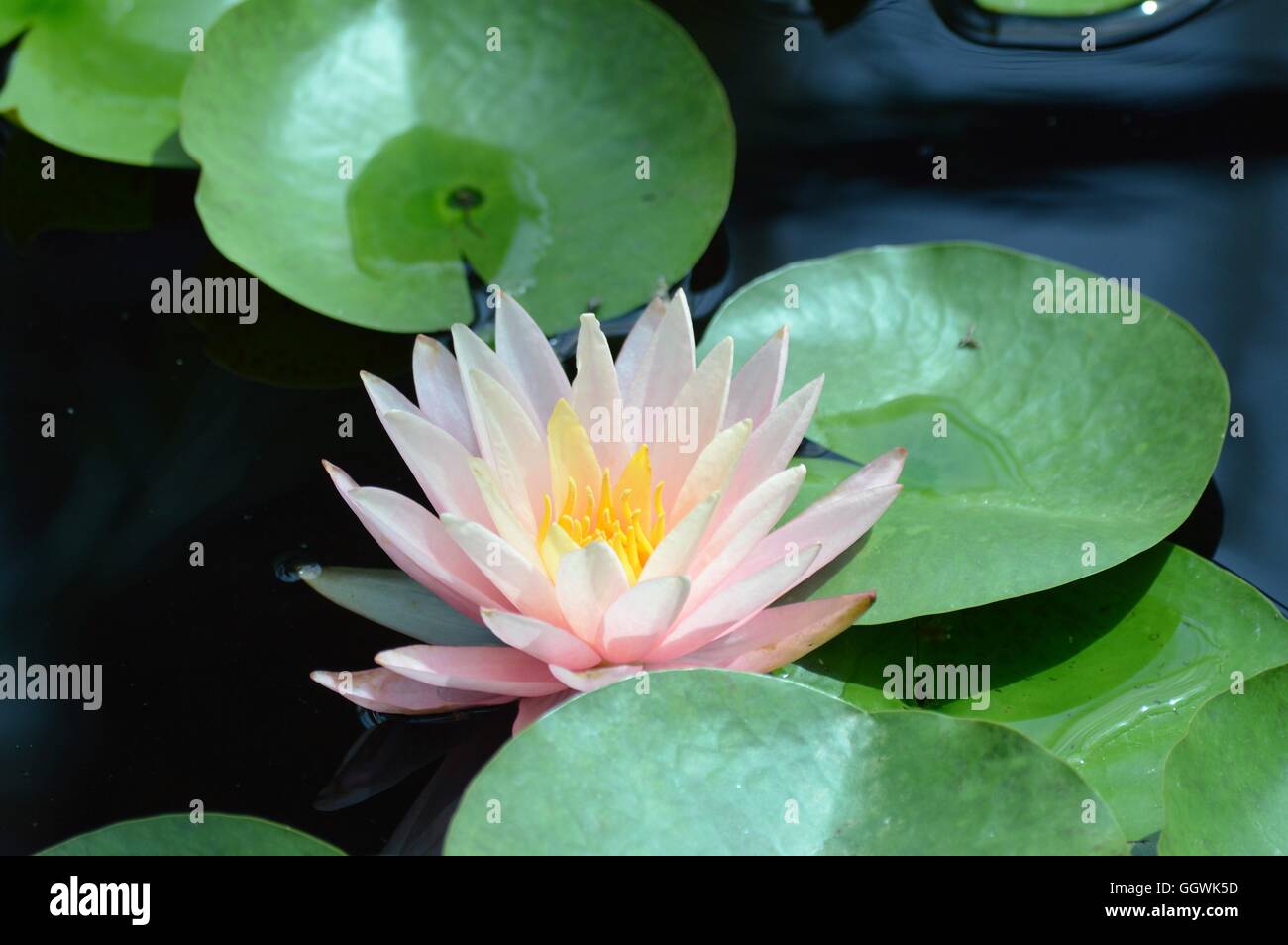 Water Lily on the Pond Stock Photo - Alamy