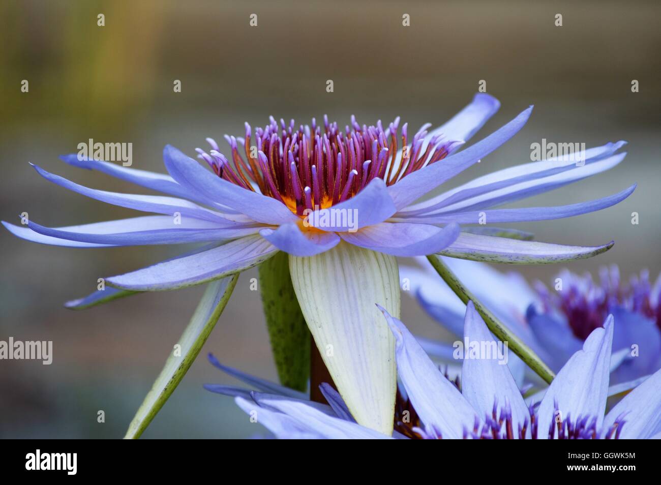 Water Lily on the Pond Stock Photo - Alamy