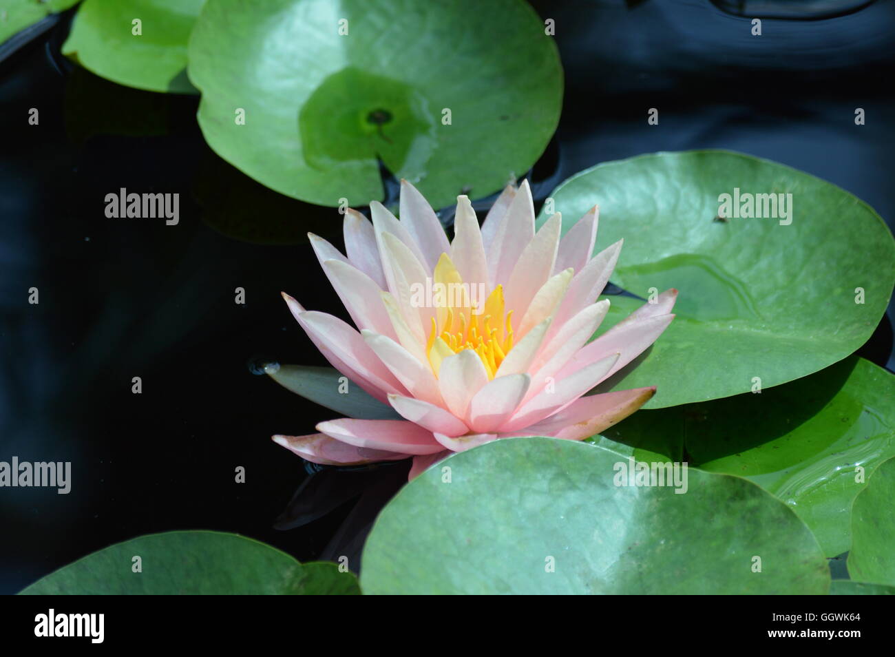 Water Lily on the Pond Stock Photo - Alamy