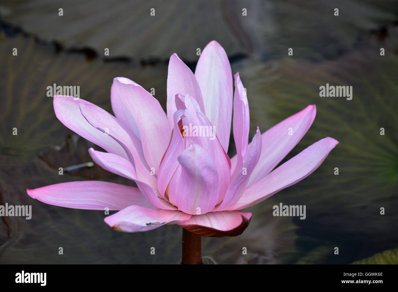 Water Lily on the Pond Stock Photo - Alamy