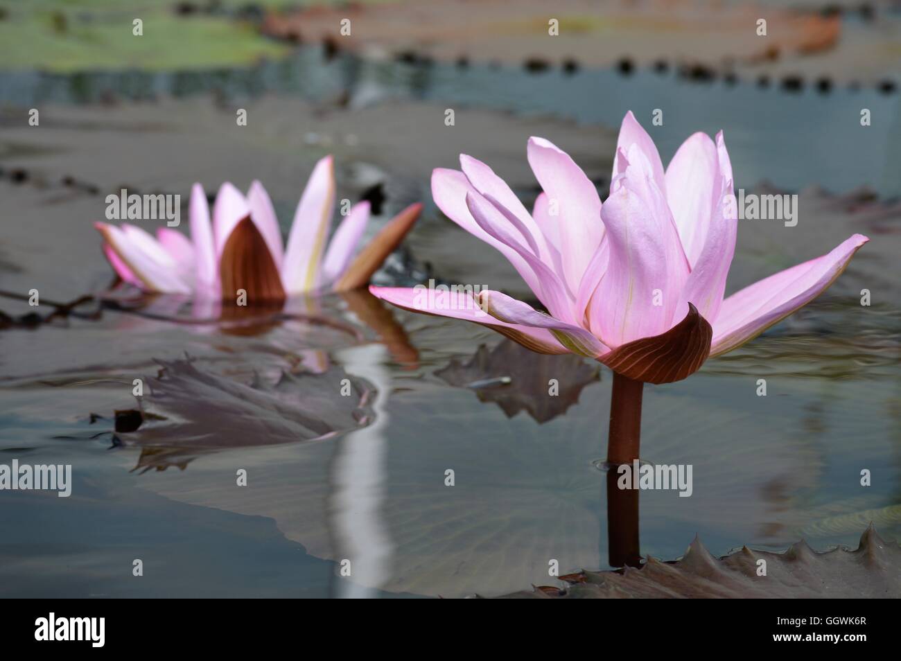 Water Lily on the Pond Stock Photo - Alamy