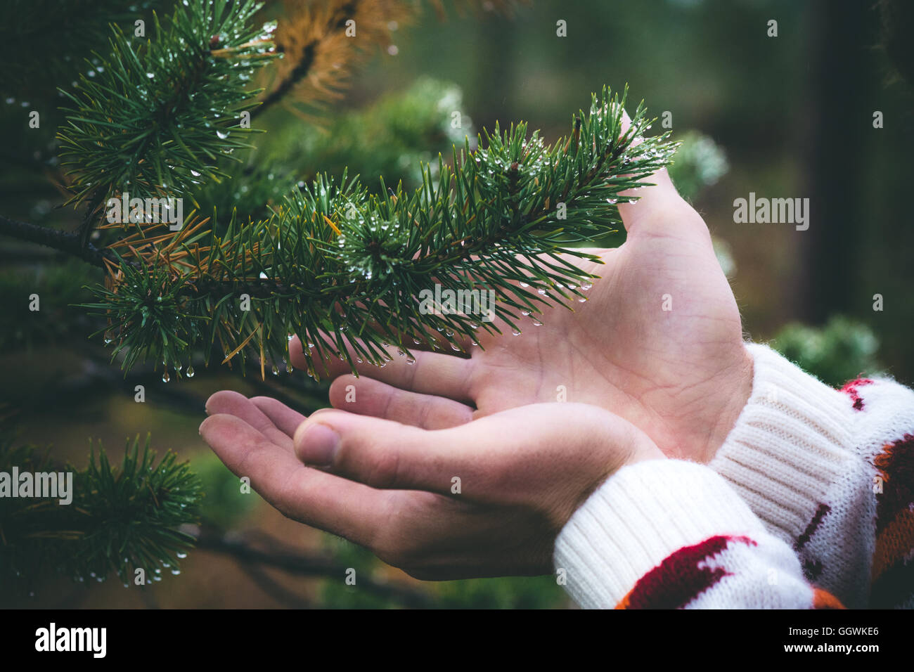 Man hands holding fir tree branch in forest Travel Lifestyle ecology ...