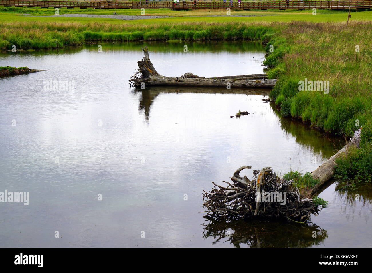 Backwater swamp hi-res stock photography and images - Alamy