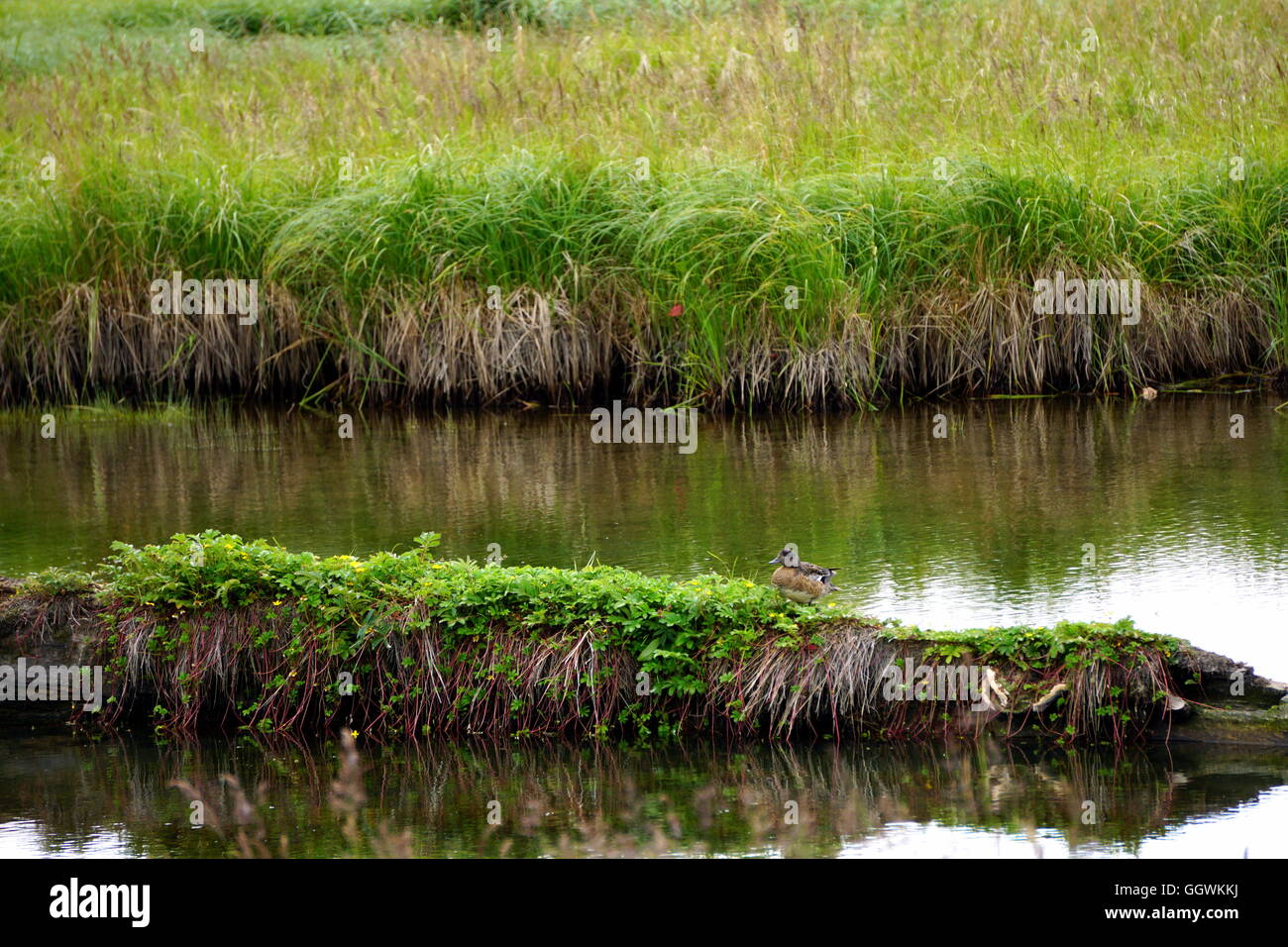 Slough at Potter Marsh Wildlife Viewing Boardwalk in Anchorage, Alaska ...