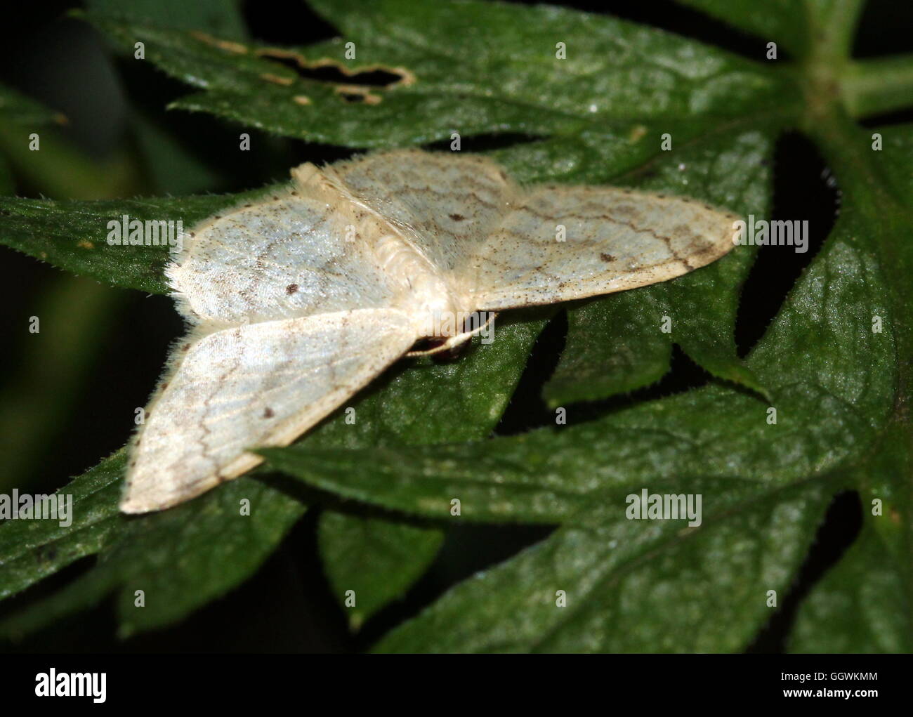 European Small Fan-footed Wave Moth (Idaea biselata - Geometridae Stock ...