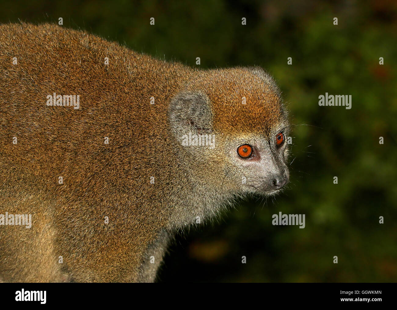 Lac alaotra gentle lemur hi-res stock photography and images - Alamy