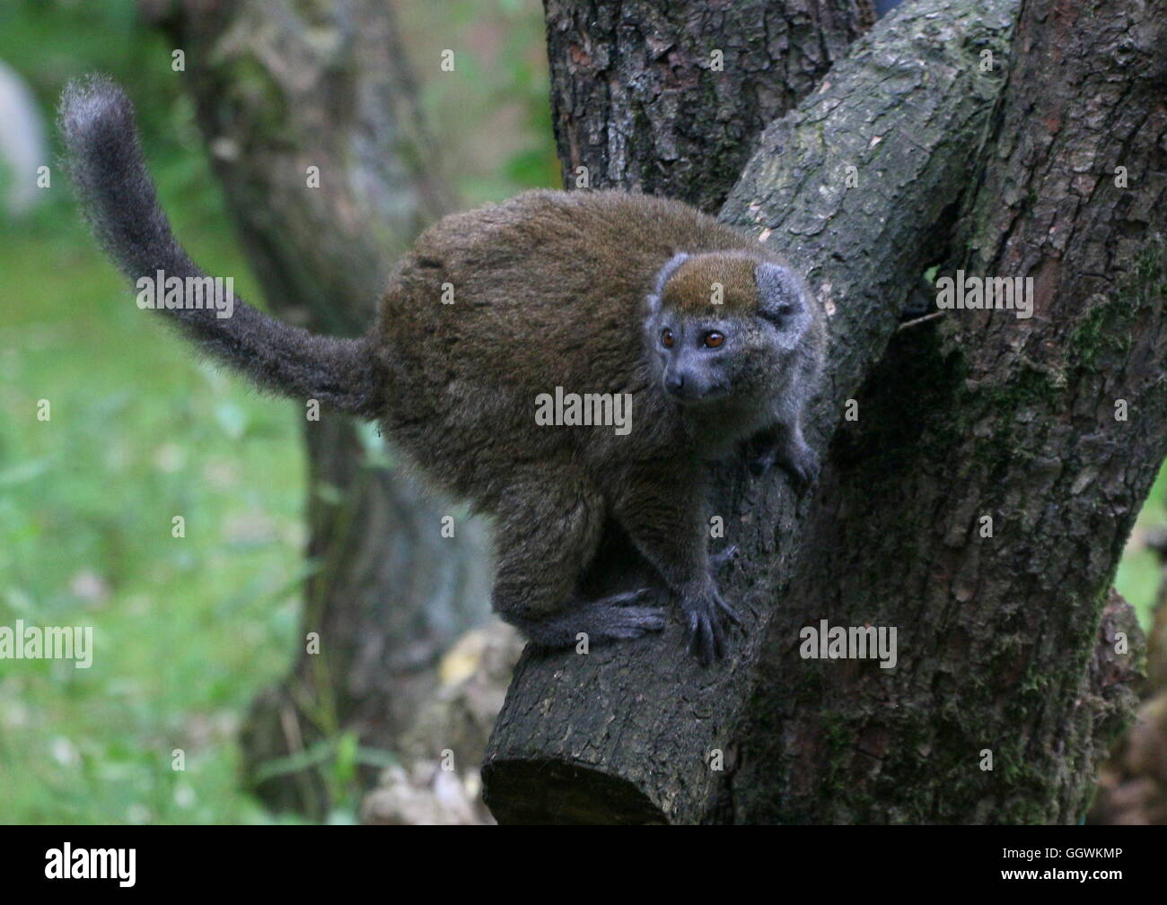 Madagascar Lac Alaotra bamboo lemur (Hapalemur alaotrensis), a.k.a ...