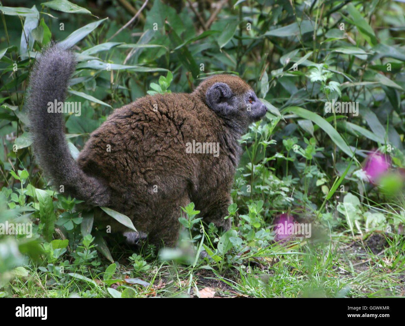 Female Madagascar Lac Alaotra bamboo lemur (Hapalemur alaotrensis ...