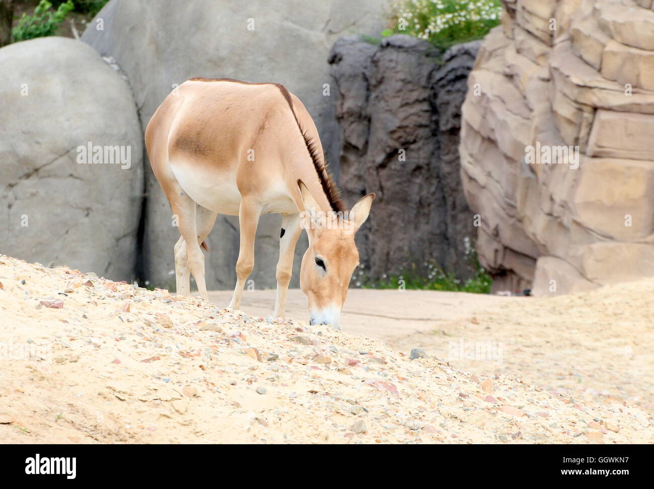 Grazing Central Asian Onager or Asiatic wild ass (Equus hemionus Stock ...