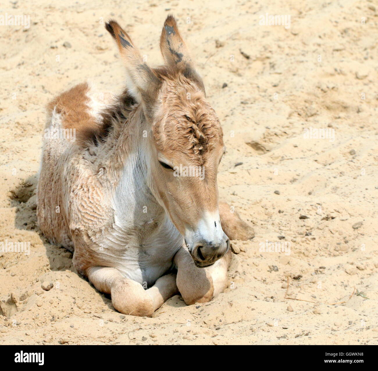 Juvenile Asian Onager or Asiatic wild ass (Equus hemionus Stock Photo ...