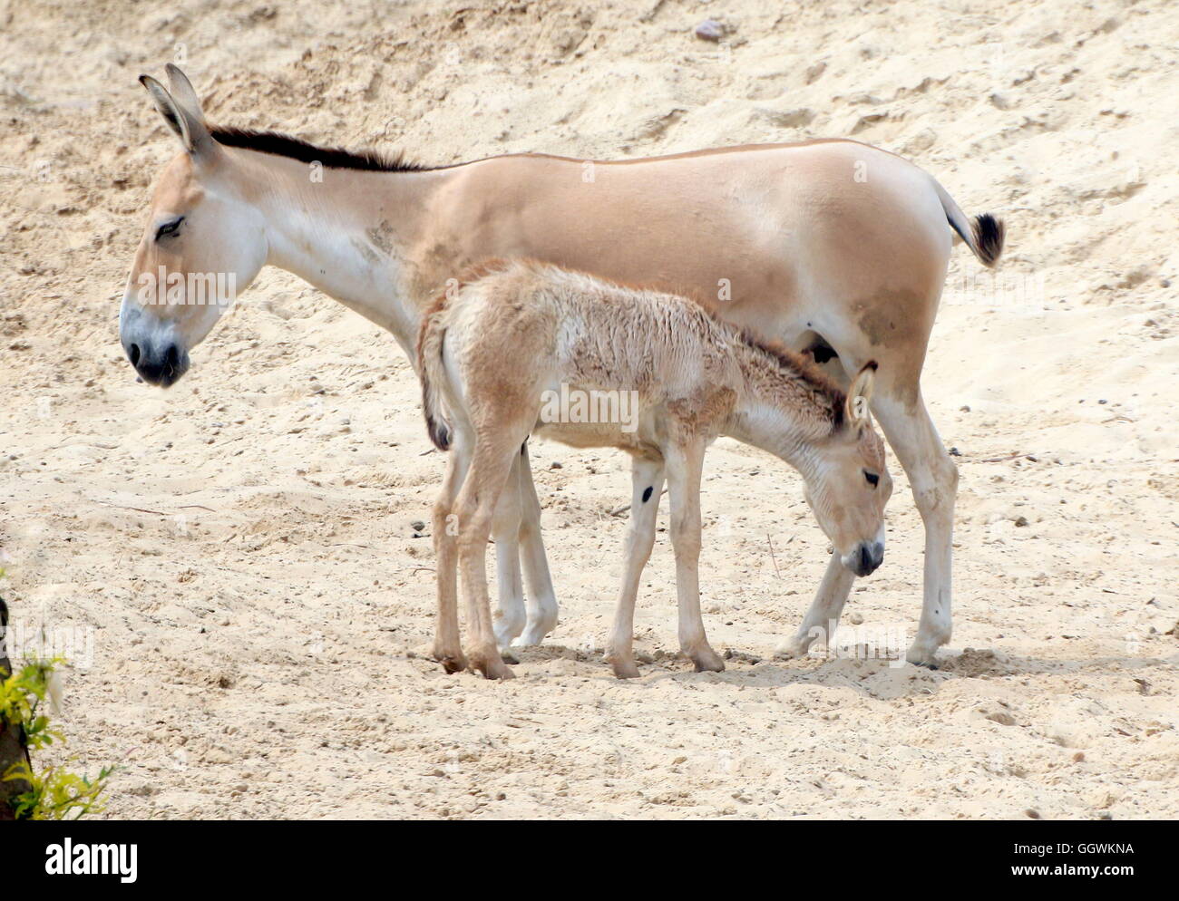 Onager or Asiatic wild ass foal (Equus hemionus) together with his ...