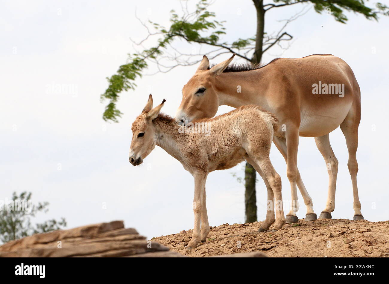 Onager or Asiatic wild ass (Equus hemionus Stock Photo - Alamy
