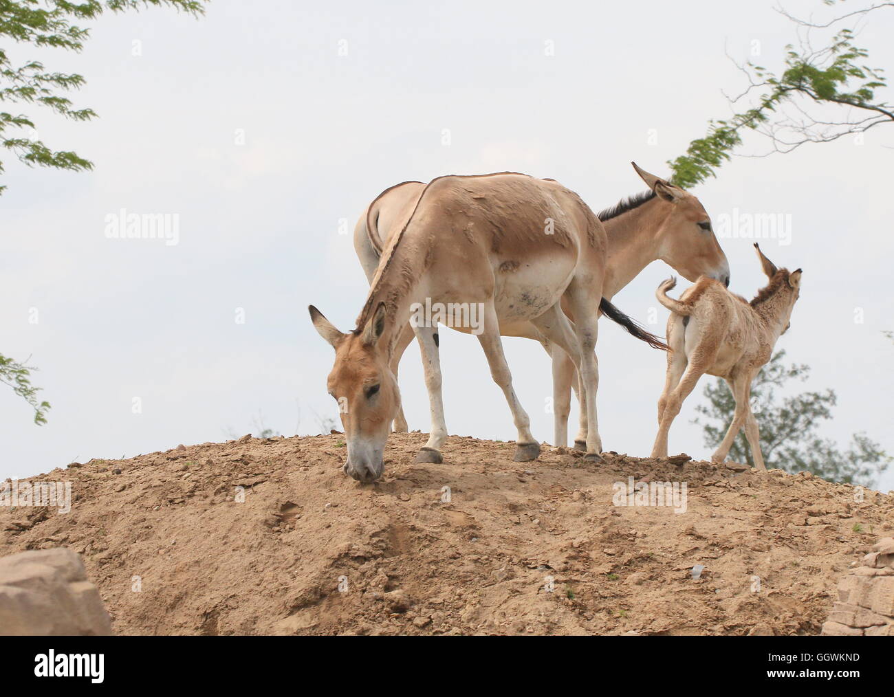 Small group of Central Asian Onagers, a.k.a. Asiatic wild ass (Equus ...