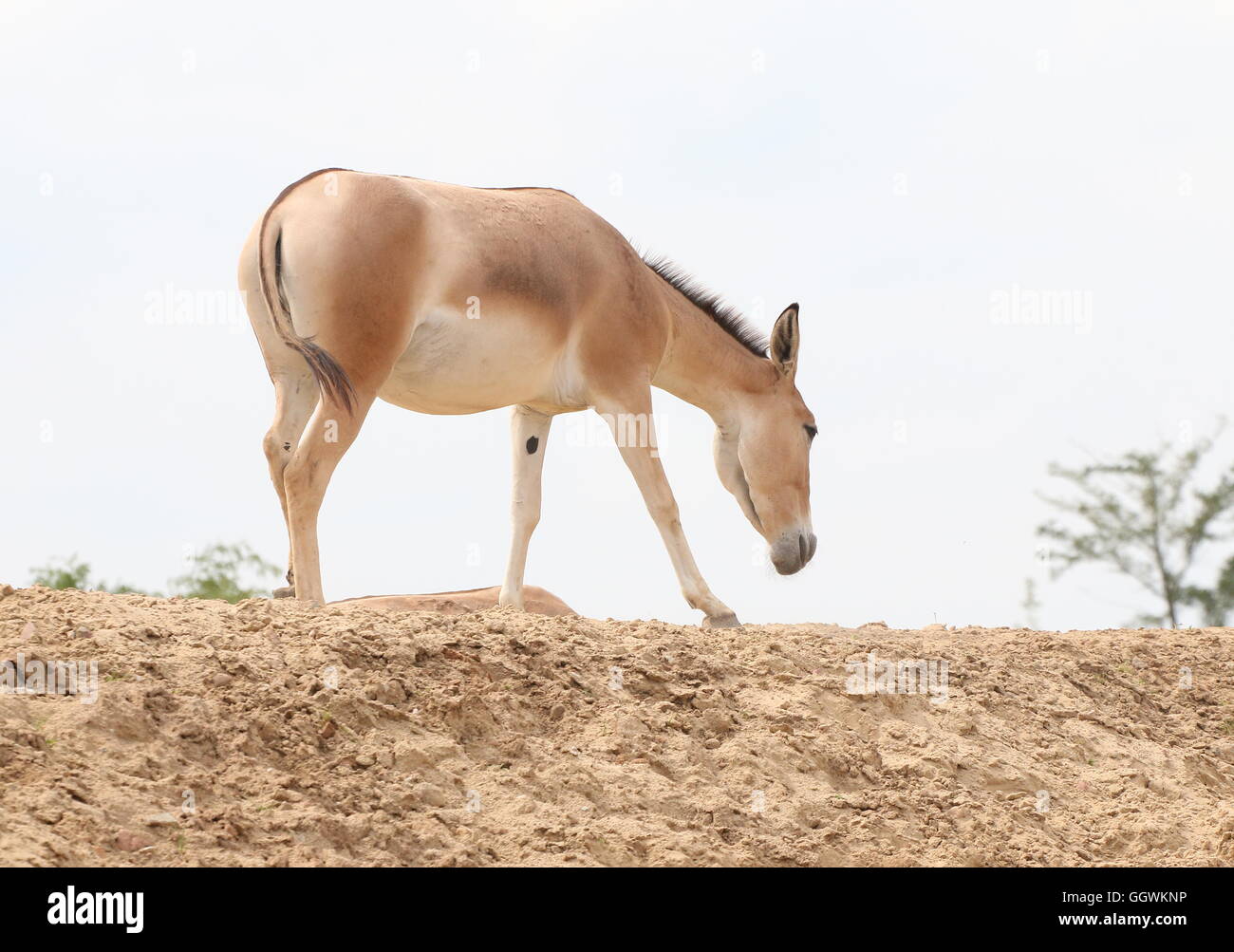 Onager or Asiatic wild ass (Equus hemionus) walking on top of a low ...