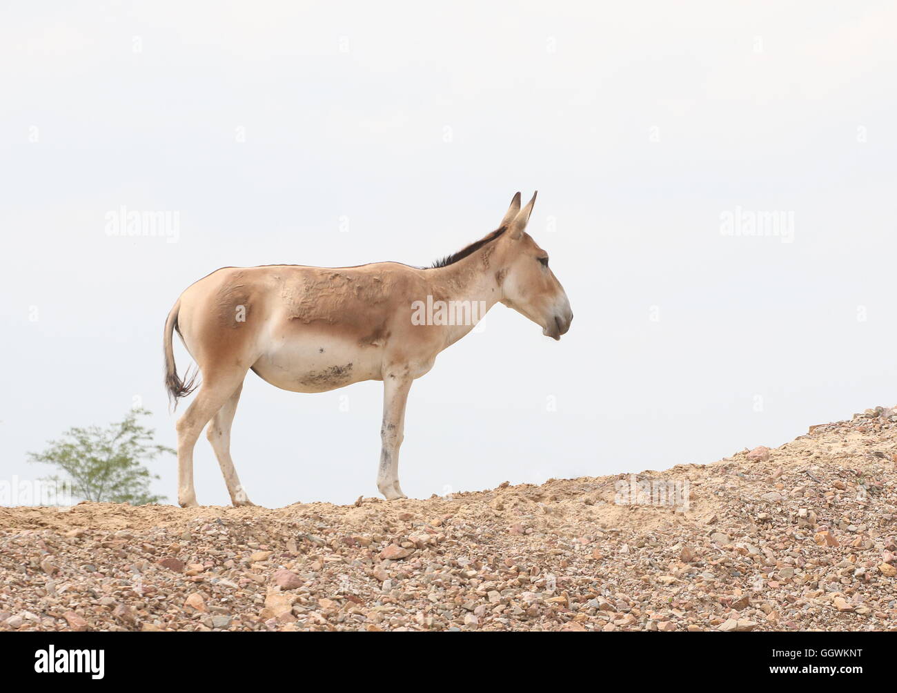 Mature male Onager or Asiatic wild ass (Equus hemionus) on a hillside ...