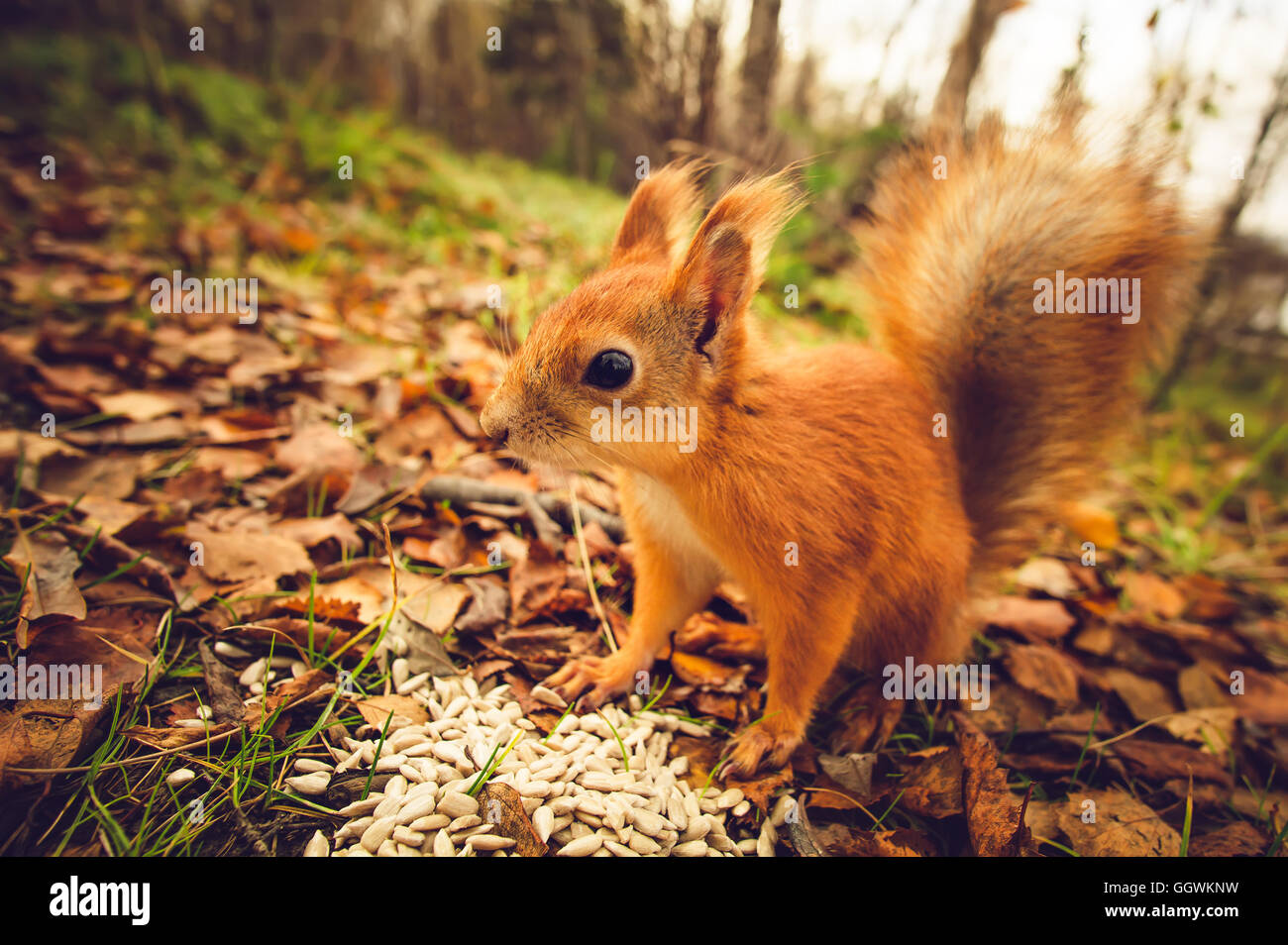 Chipmunk teeth hi-res stock photography and images - Alamy