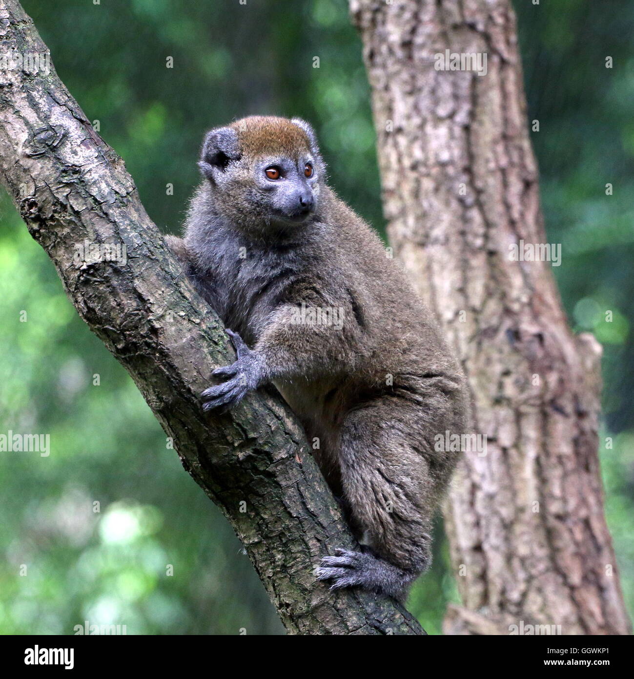 Madagascar Lac Alaotra bamboo lemur (Hapalemur alaotrensis), a.k.a ...
