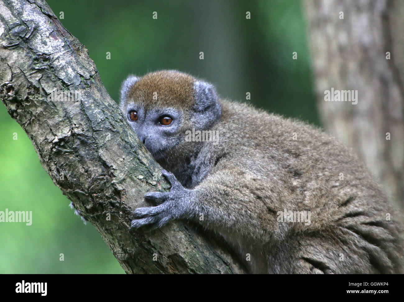 Madagascar Lac Alaotra bamboo lemur (Hapalemur alaotrensis), a.k.a ...
