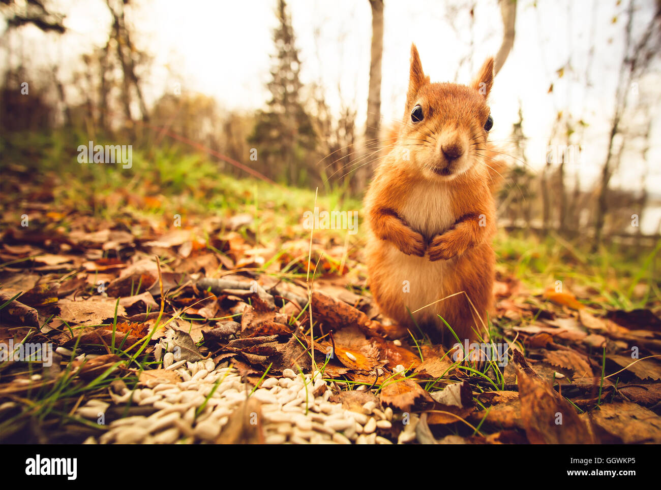 Squirrel red fur funny pets autumn forest on background wild nature ...