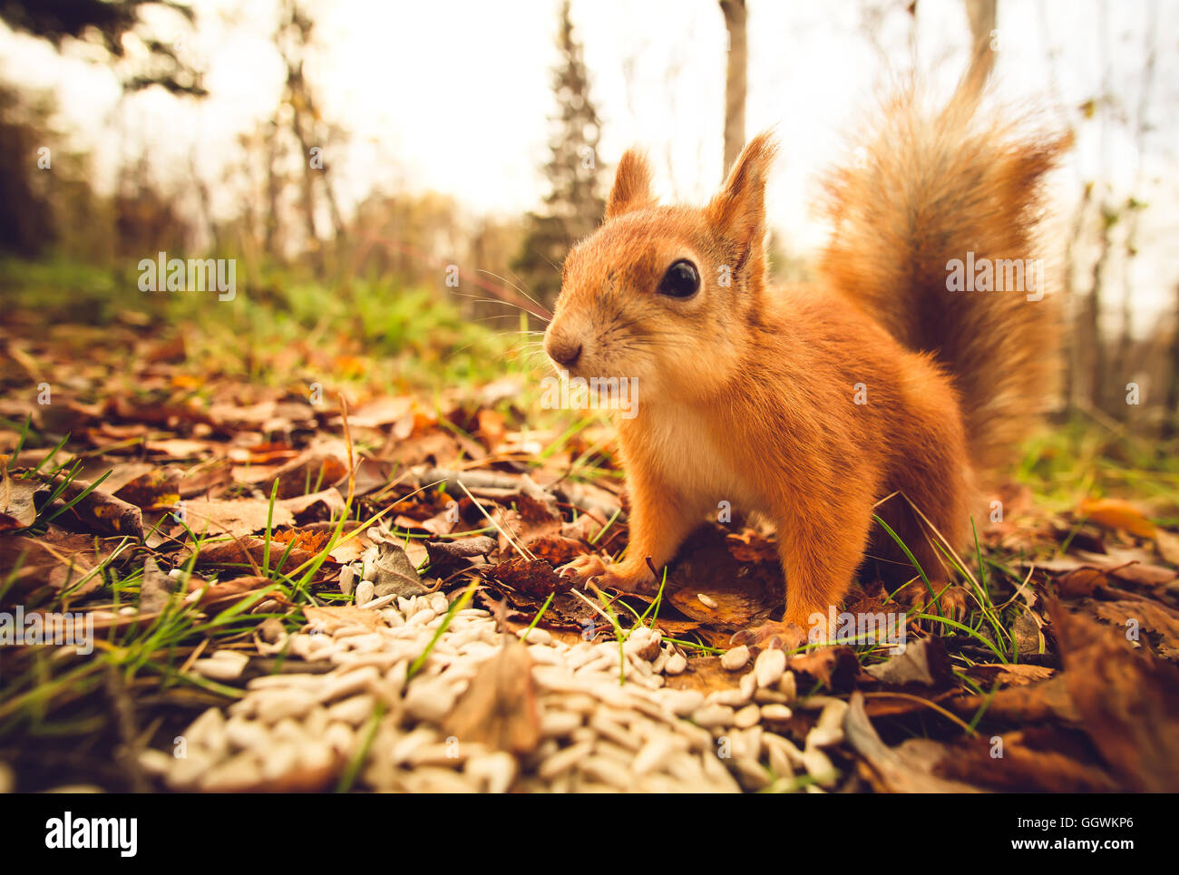 Chipmunk teeth hi-res stock photography and images - Alamy