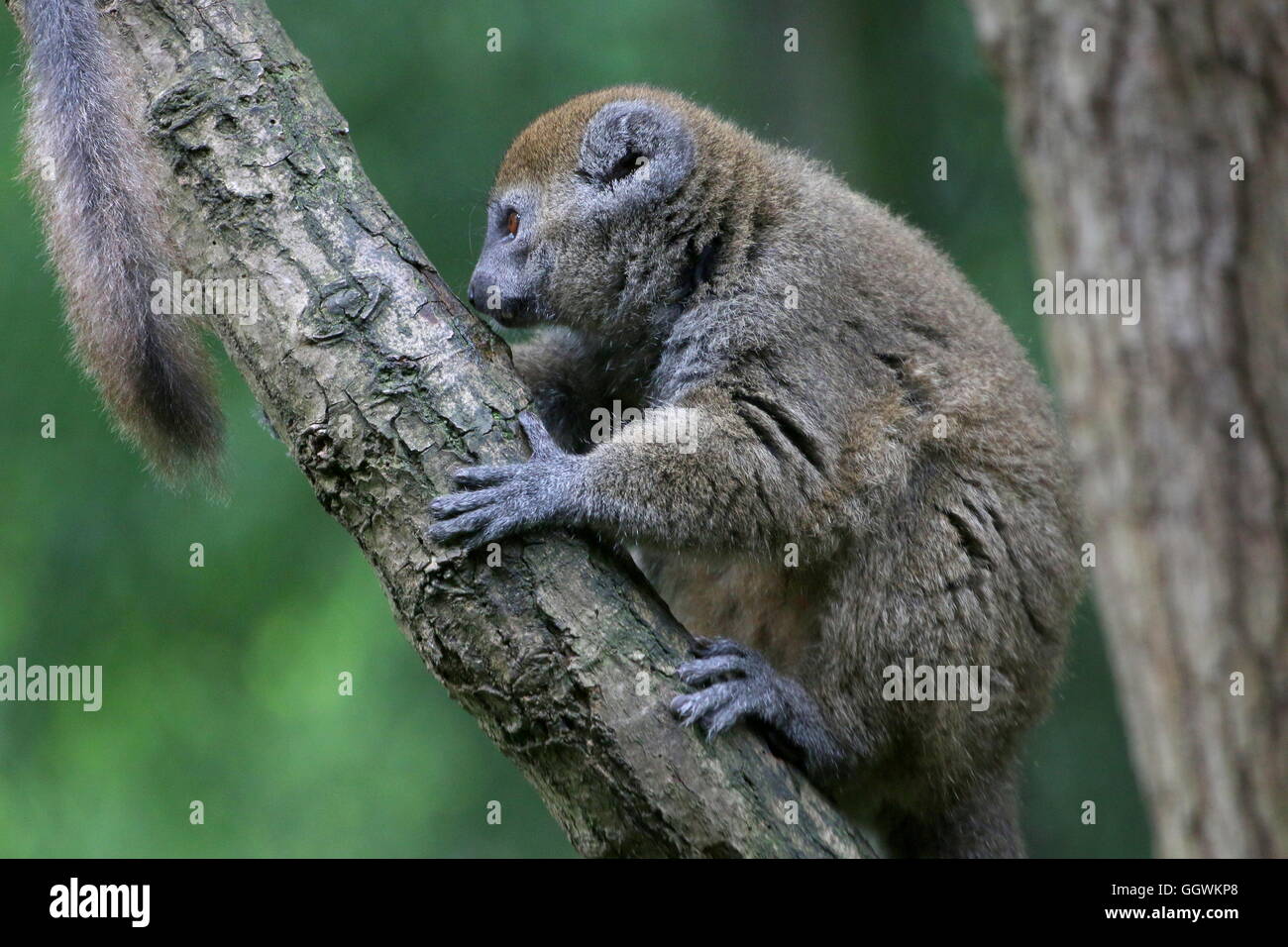 Madagascar Lac Alaotra bamboo lemur (Hapalemur alaotrensis), a.k.a ...