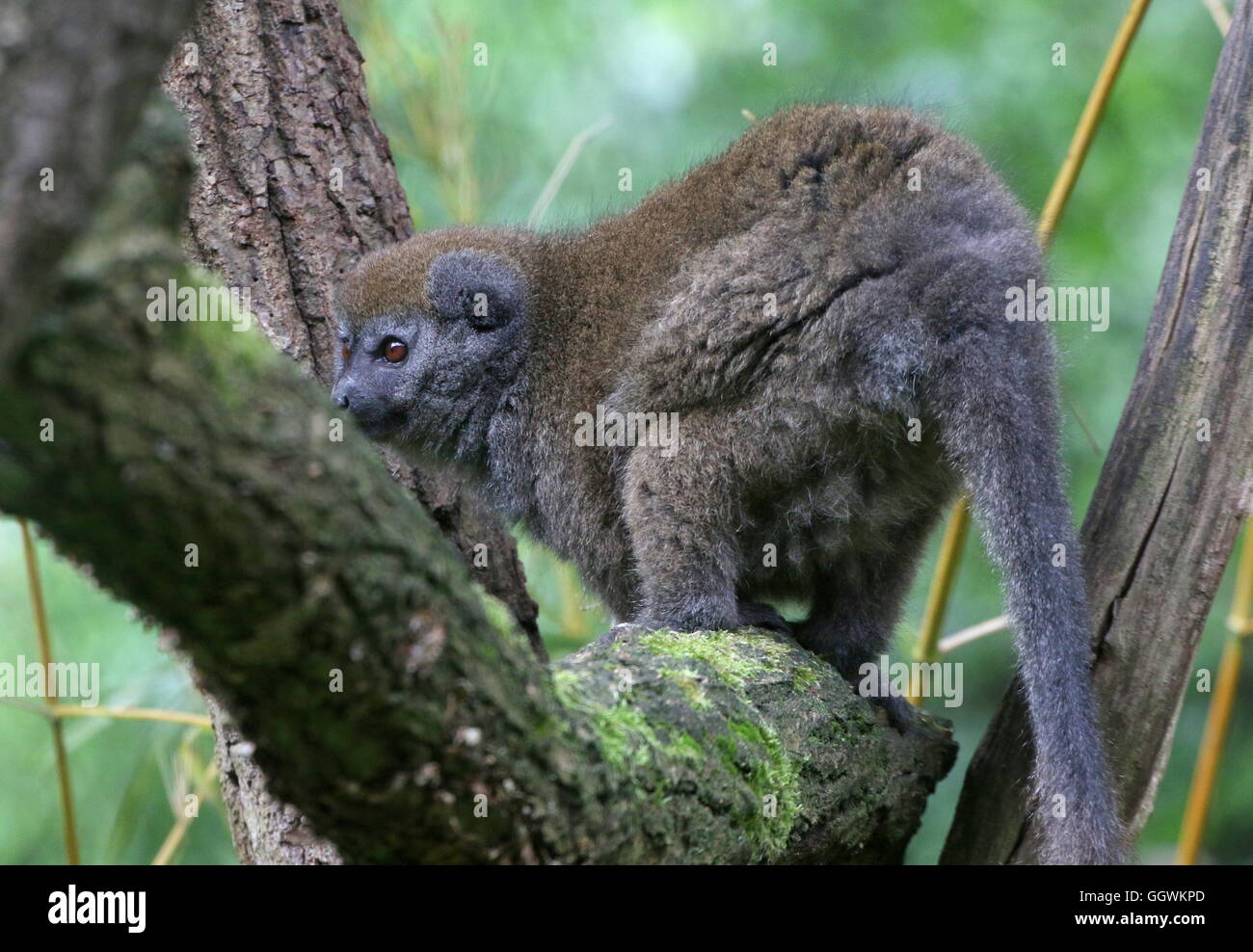 Madagascar Lac Alaotra bamboo lemur (Hapalemur alaotrensis), a.k.a ...
