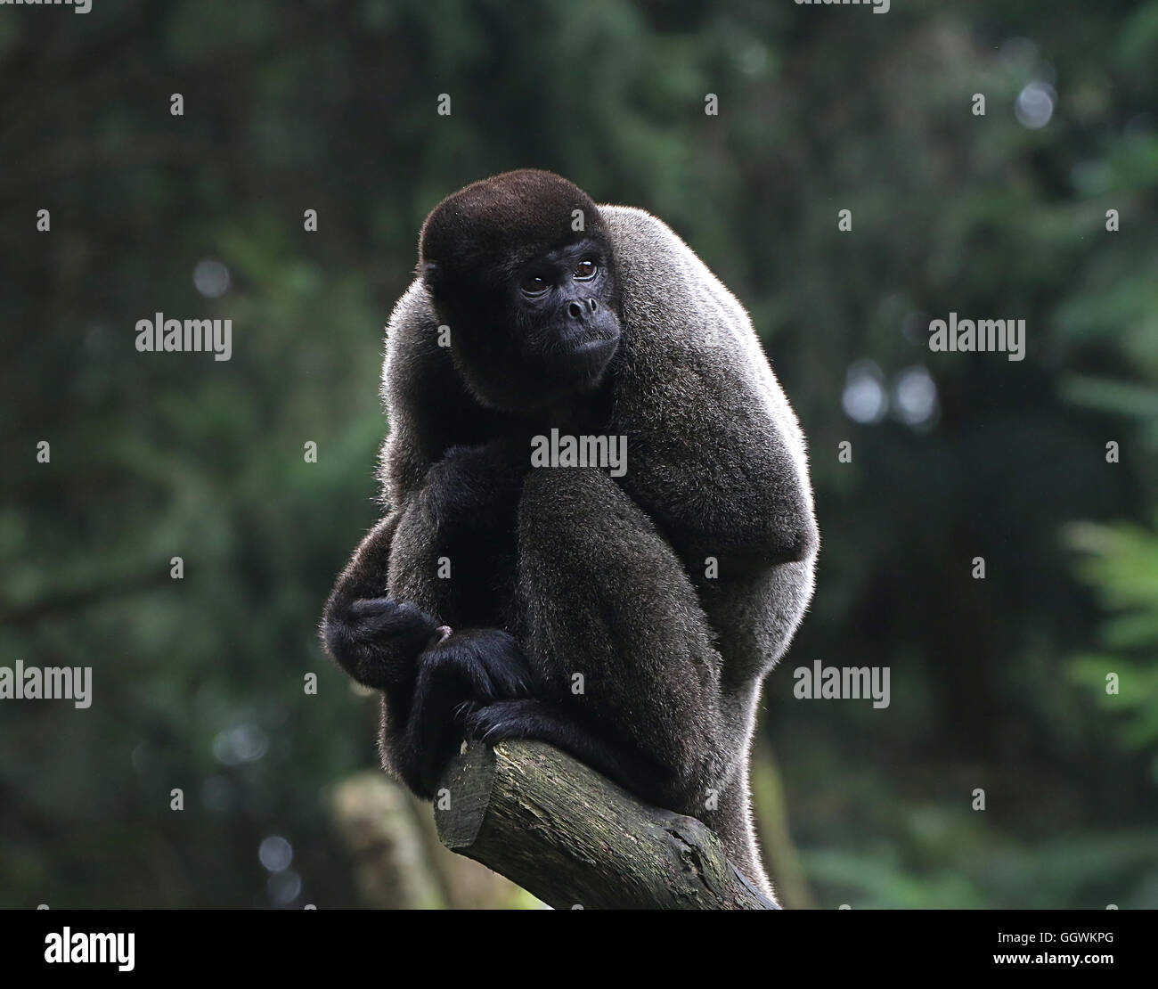 Male South American Brown or Humboldt's woolly monkey (Lagothrix ...