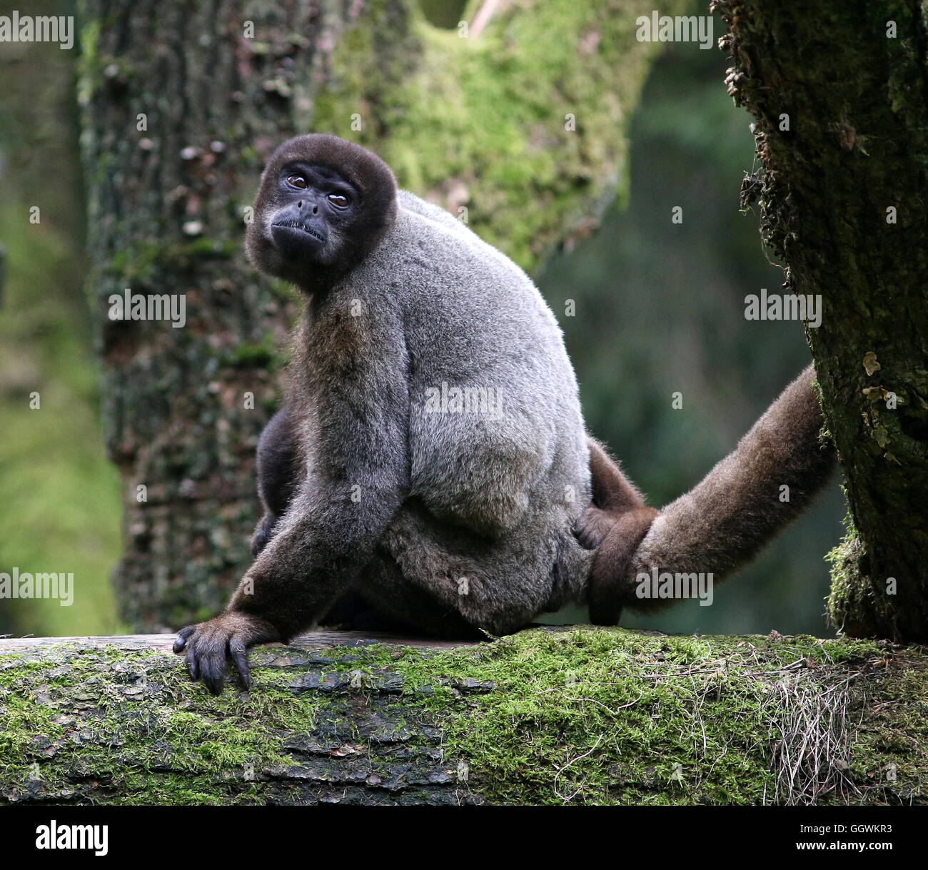 Portrait de singe hi-res stock photography and images - Alamy