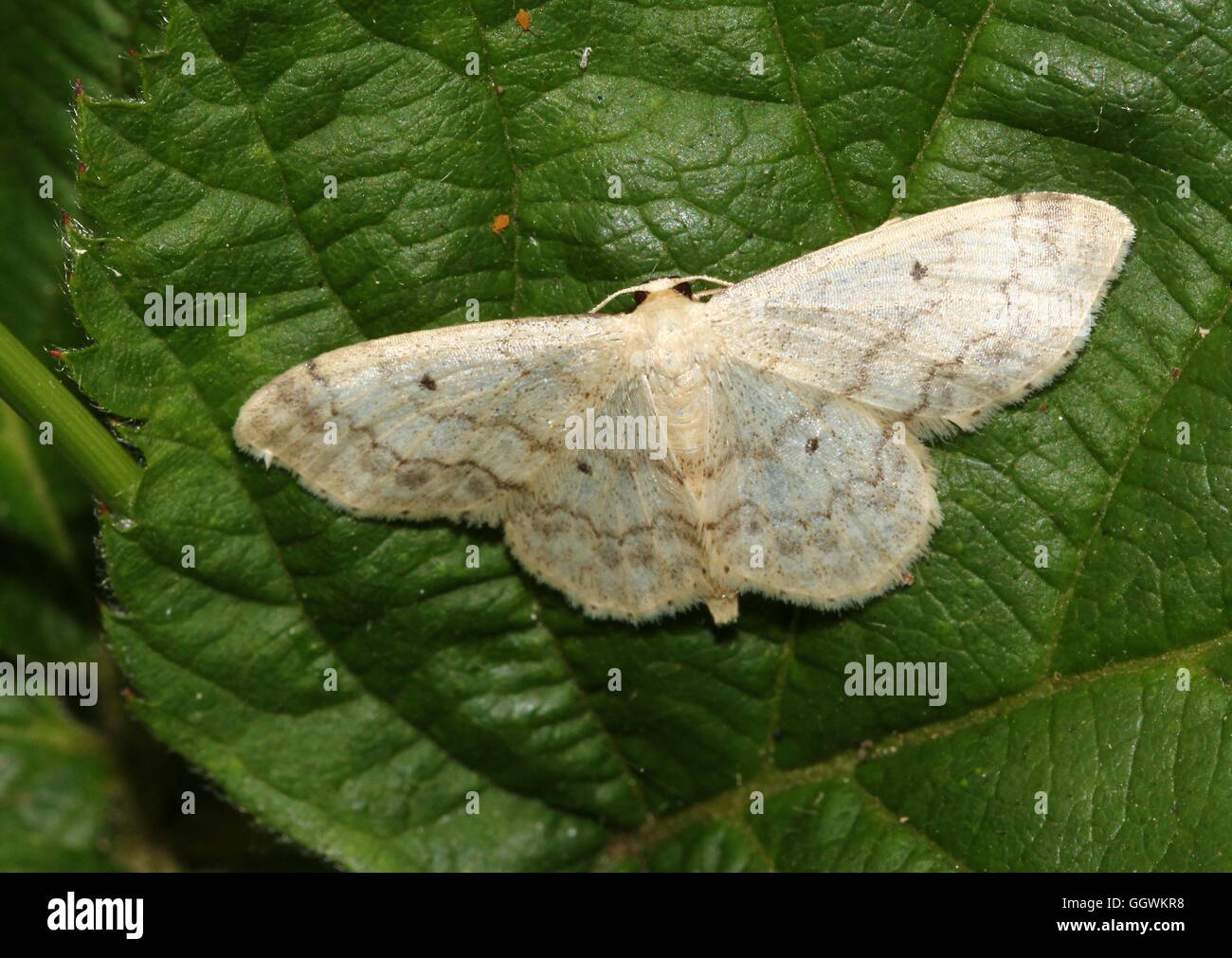European Small Fan-footed Wave Moth (Idaea biselata - Geometridae Stock ...