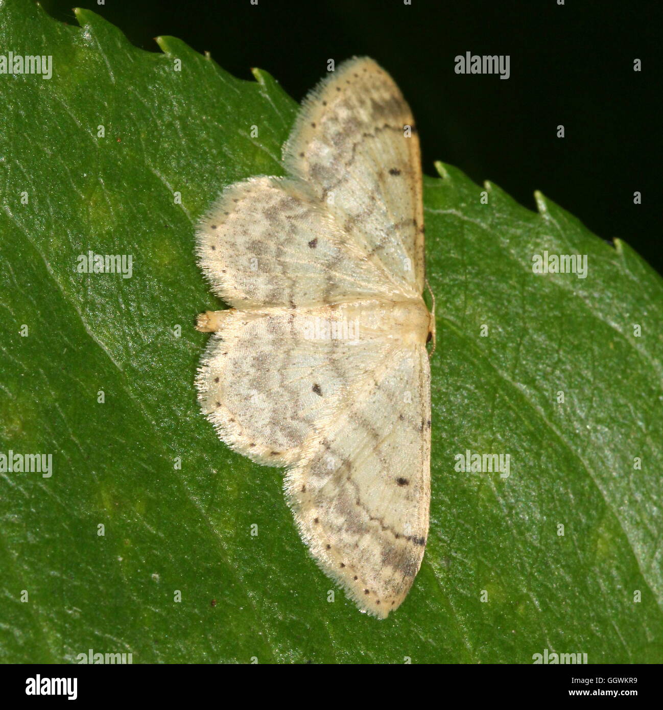 European Small Fan-footed Wave Moth (Idaea biselata - Geometridae Stock ...