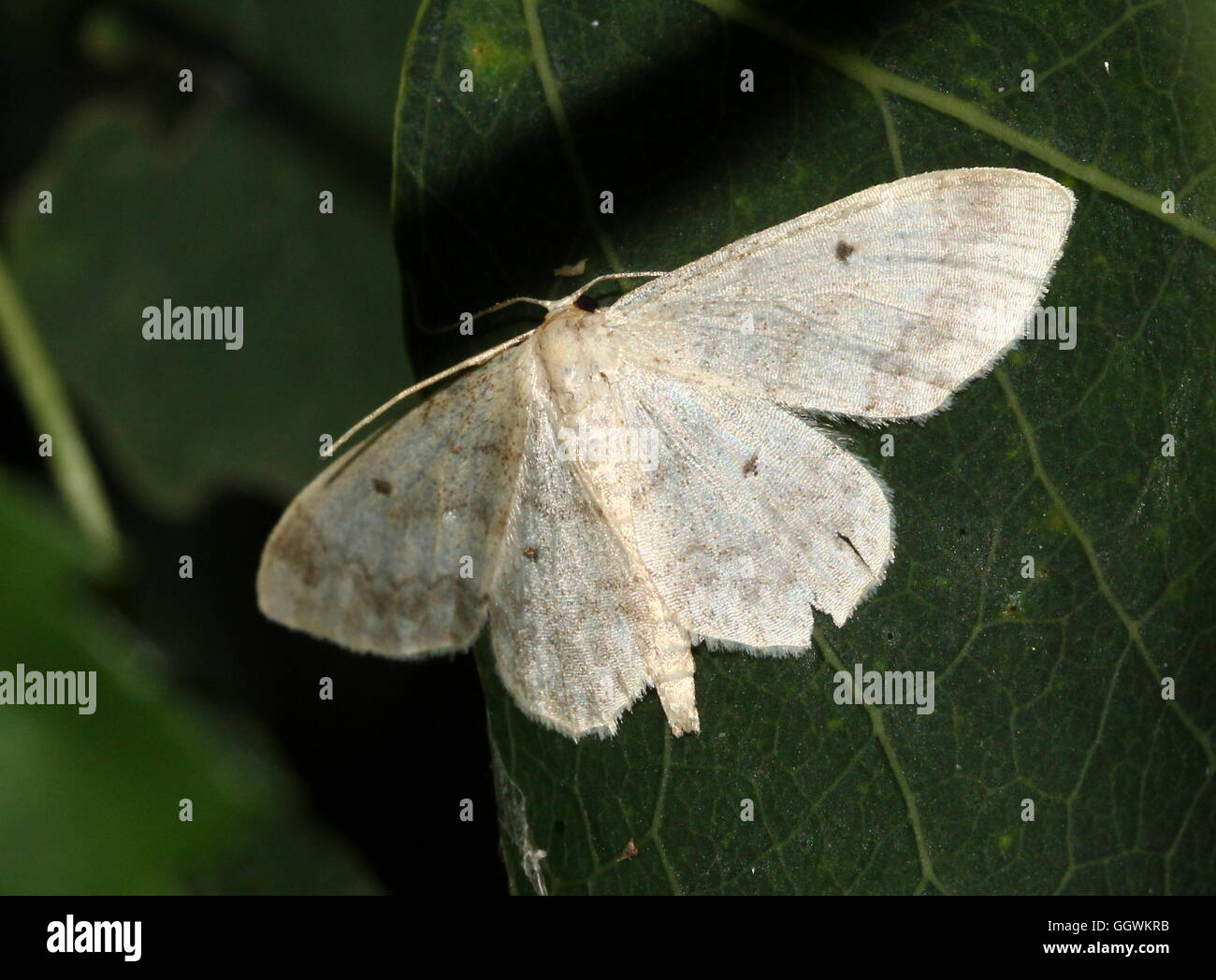 European Small Fan-footed Wave Moth (Idaea biselata - Geometridae Stock ...