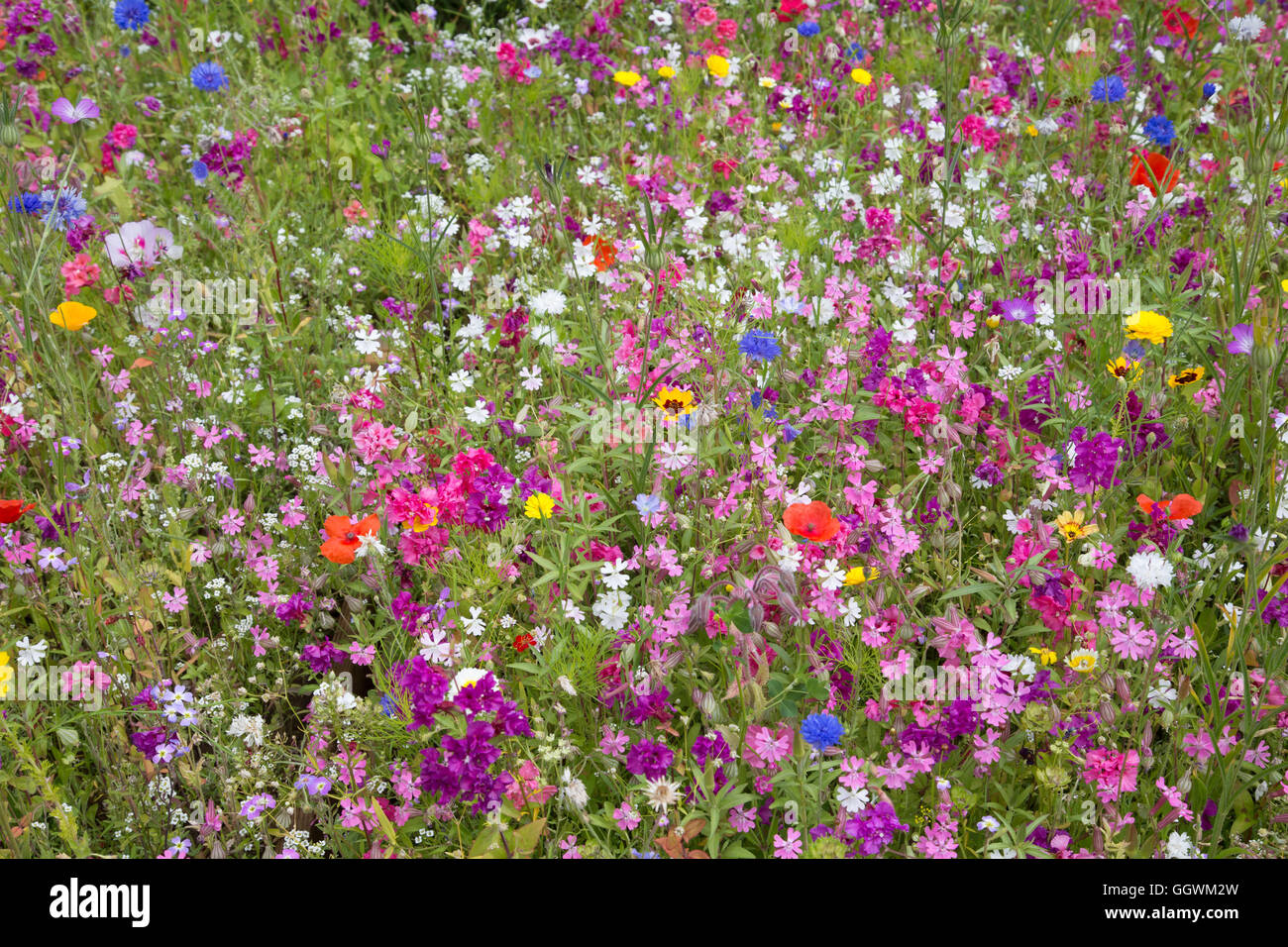 Wild flower meadow wales hi-res stock photography and images - Alamy
