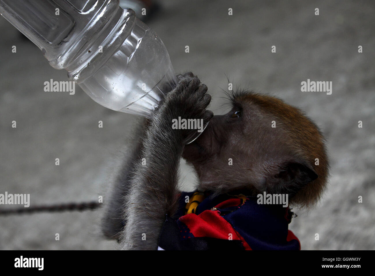 The 1 years old long tailed-macaque (Macaca Fascicularis) perform the ...