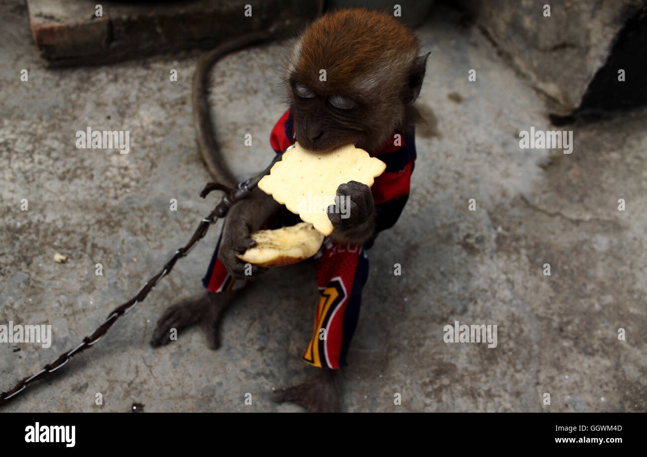 The 1 years old long tailed-macaque (Macaca Fascicularis) perform the ...