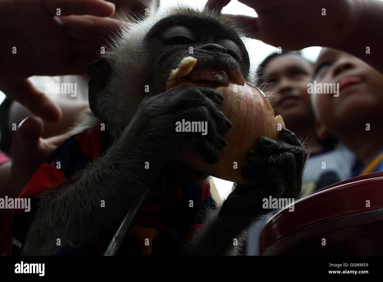 The 1 years old long tailed-macaque (Macaca Fascicularis) perform the ...
