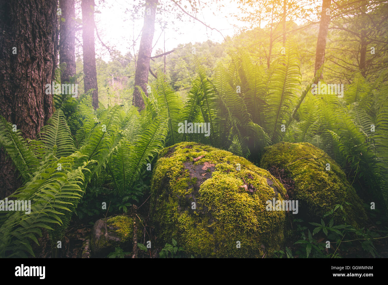 Fern leaf growing in deep forest Landscape summer scenic view Stock ...