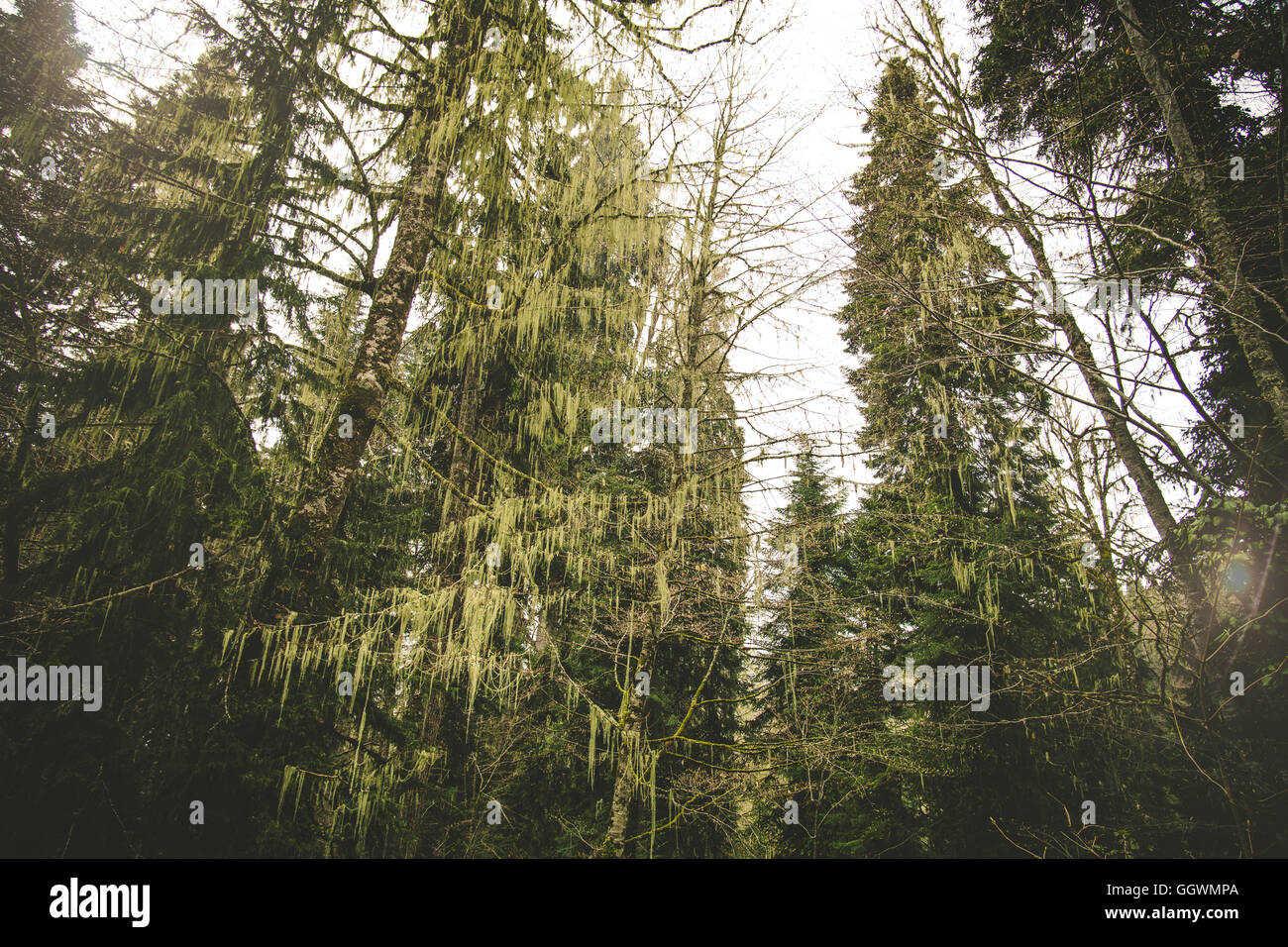 Coniferous deep Forest Landscape moody weather colors Stock Photo - Alamy