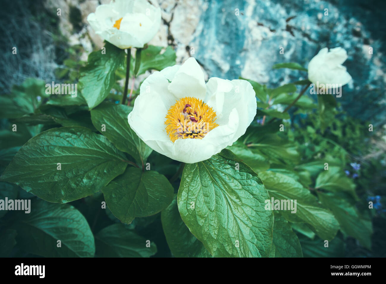 Beautiful White Spring Flower growing in Mountains Stock Photo - Alamy