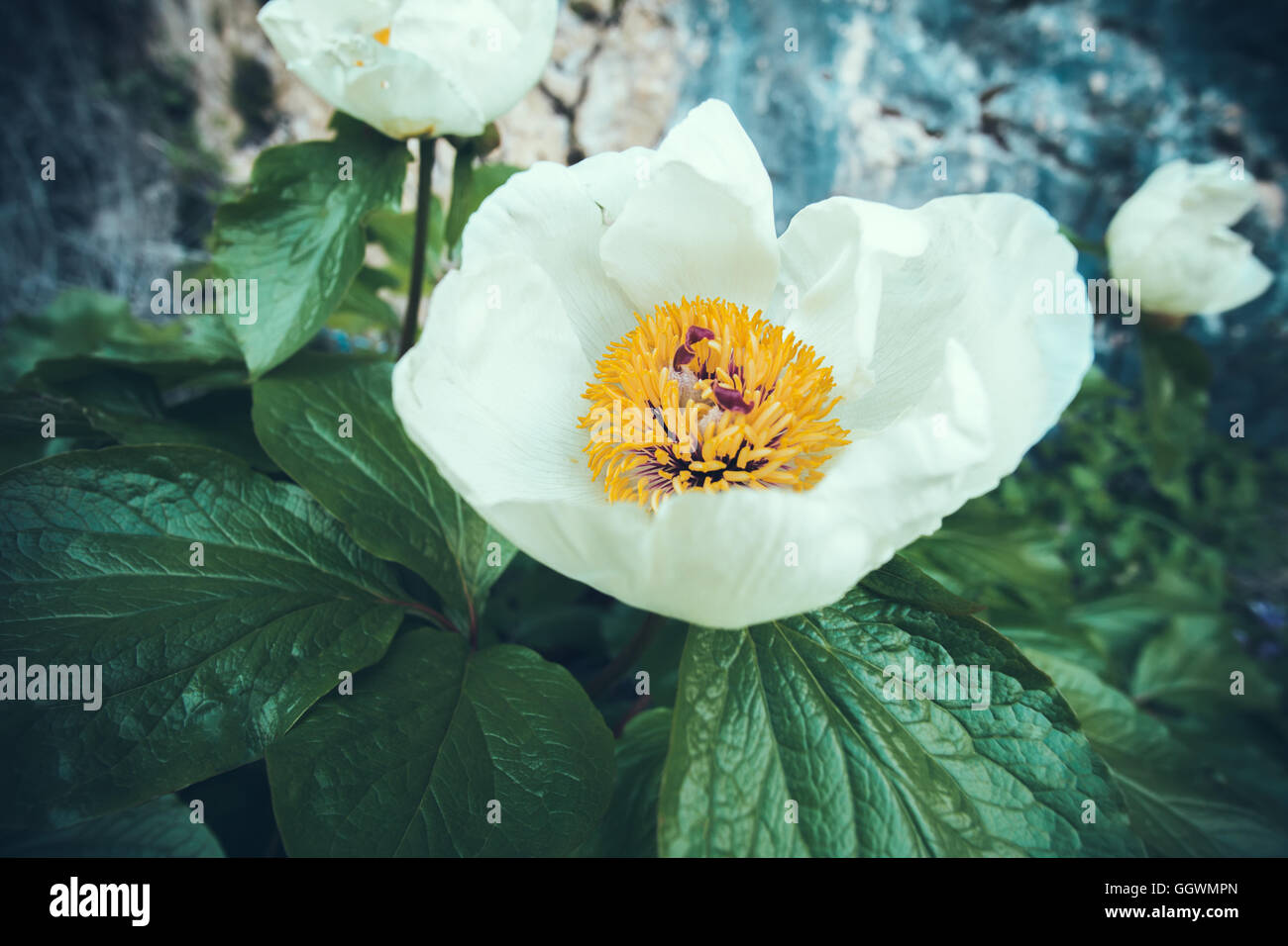 Beautiful White Spring Flower growing in Mountains Stock Photo - Alamy