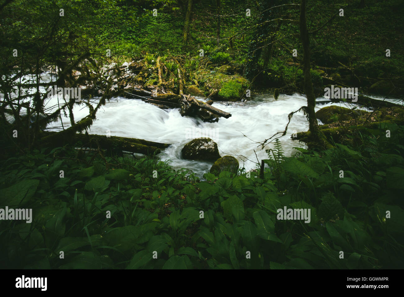 Deep forest landscape hi-res stock photography and images - Alamy