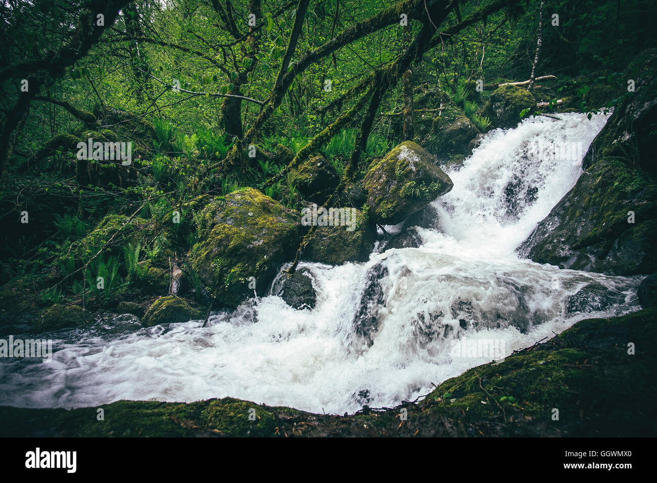 Mountain Waterfall River with deep forest Landscape beautiful scenic ...