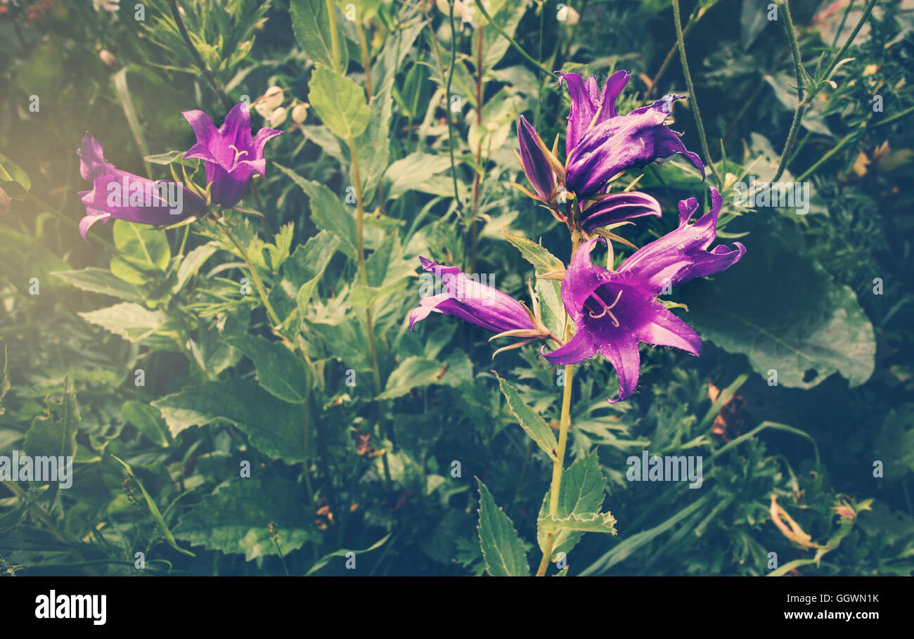 Blooming bell flowers growing in mountains valley Landscape Summer ...