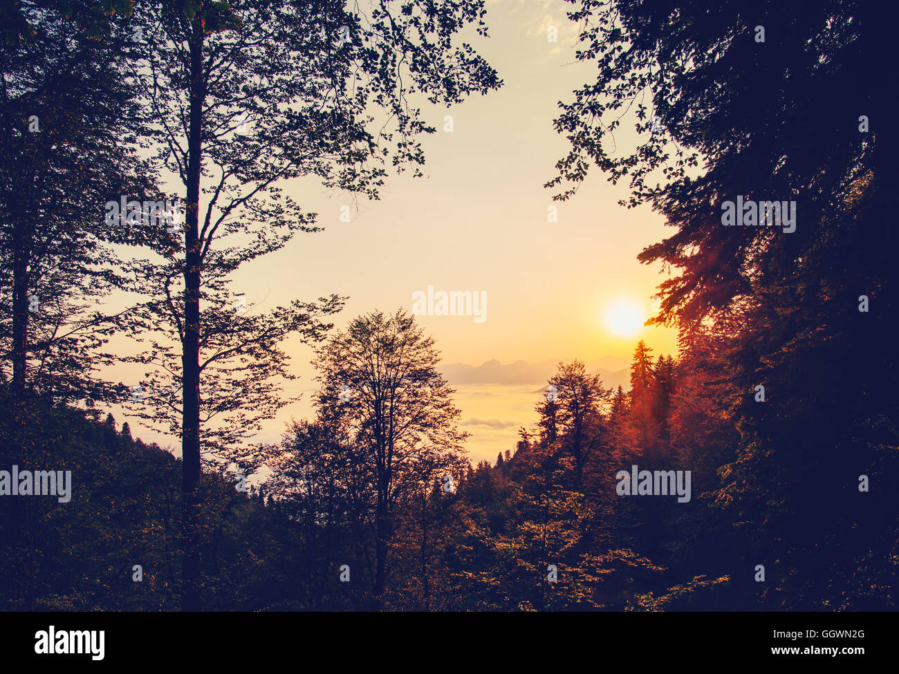 Beautiful Sunset Landscape Forest in mountains over clouds Travel ...