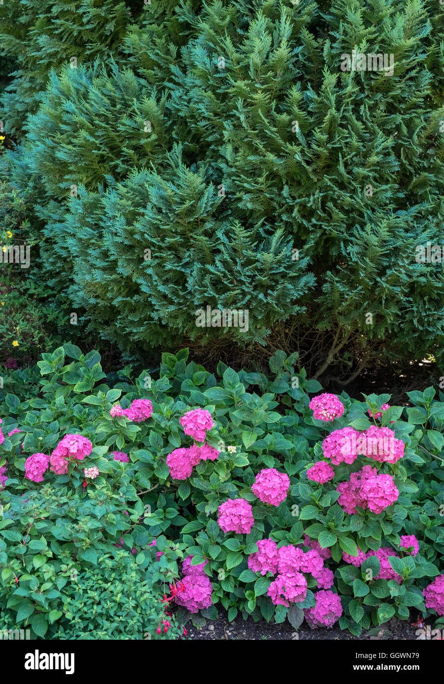 Hydrangea Macrophylla garden shrub with pink mophead flowers Stock Photo - Alamy